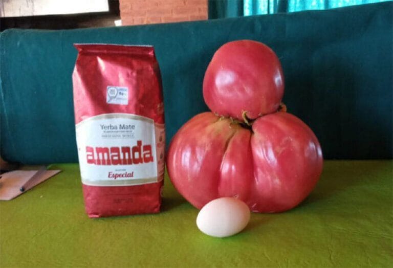 Super tomate de más de dos kilos en Concepción del Uruguay
