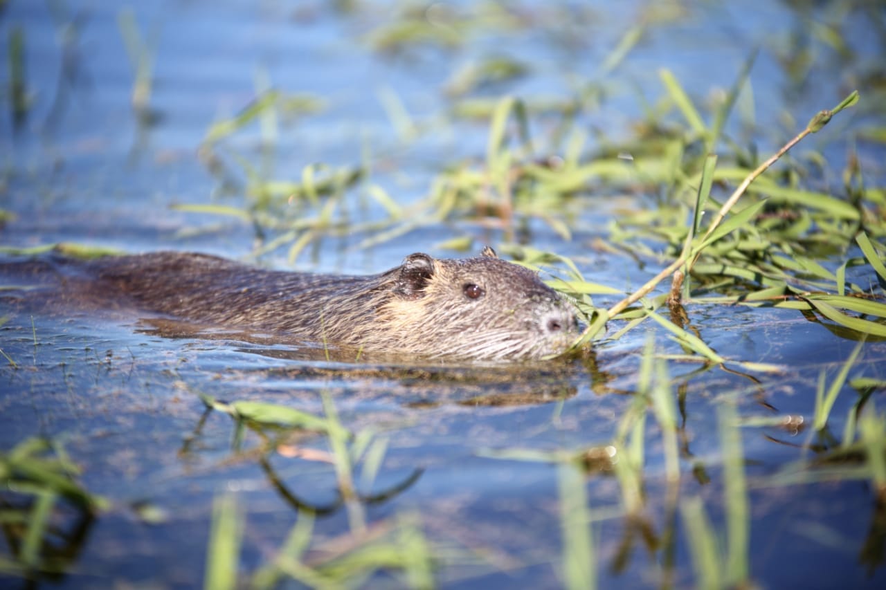 Liberaron animales en el santuario natural Tekove Mymba en Entre Ríos