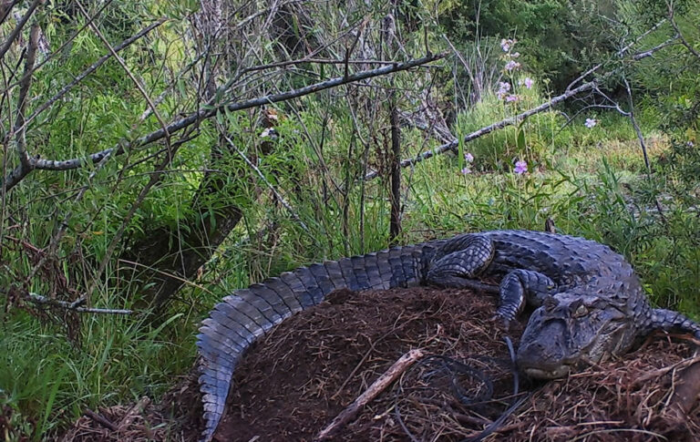 Rregistraron el primer nido de yacaré en el Parque Nacional El Palmar